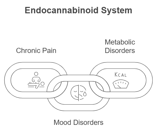 The Endocannabinoid System: A Comprehensive Overview - Endocannabinoid ...